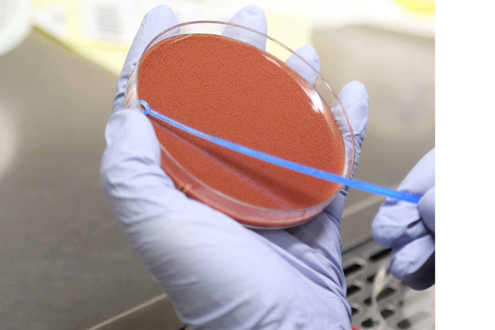 STREAKING A PLATE IN 2022 - Simport